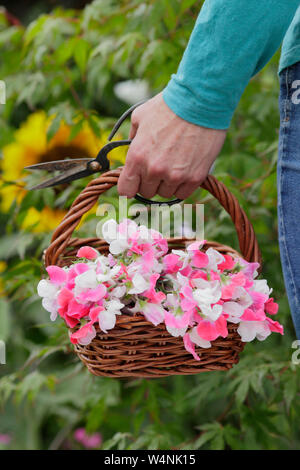 Home grown Sweet pea flowers displayed on garden furniture in Yorkshire ...