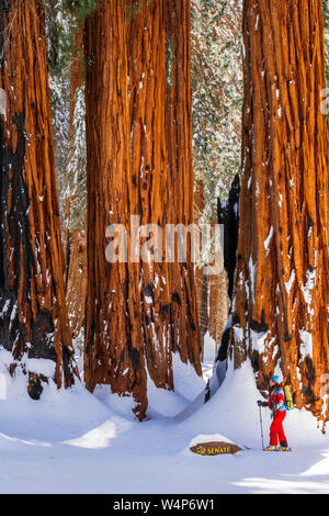 Skier in the Congress Grove at the Senate Group, Giant Forest, Sequoia ...