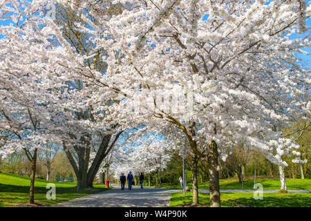 Grugapark in Essen, Germany, spring, blossoming trees, all with ...