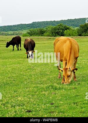 The cows grazing freely in the countryside of Bout du Cap Nord, Corsica ...
