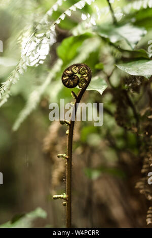Furled Fern Fronds Stock Photo - Alamy