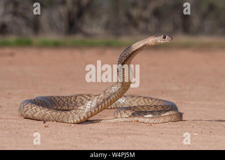 Strap-snouted Brown Snake Stock Photo - Alamy