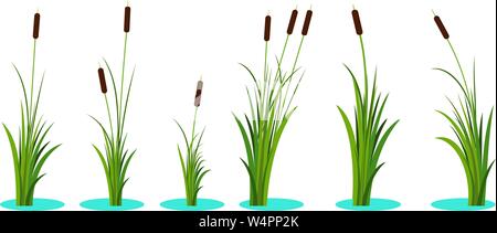Seaweed cartoon isolated Stock Vector Image & Art - Alamy