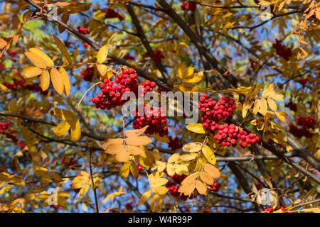 Colorful owan tree with berries in autumn park Stock Photo - Alamy