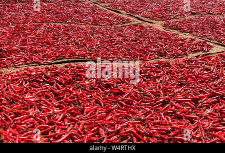 Detail of drying chilli peppers, Myanmar Stock Photo - Alamy