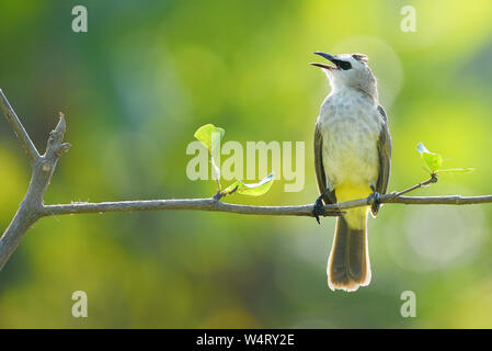 Yellow-vented Bulbul on a branch And Yellow-vented Bulbul likes to live ...