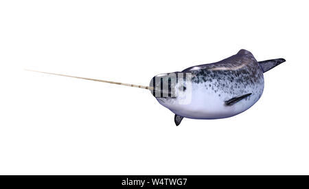 Narwhal, male Monodon monoceros swimming in the ocean Stock Photo - Alamy