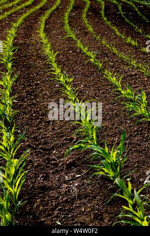 Curved lines of young plants growing in a field Stock Photo - Alamy
