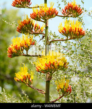 Orange agave flower in the summer garden Stock Photo - Alamy