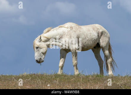 Magnificent Wild Horse Stallion Stock Photo - Alamy