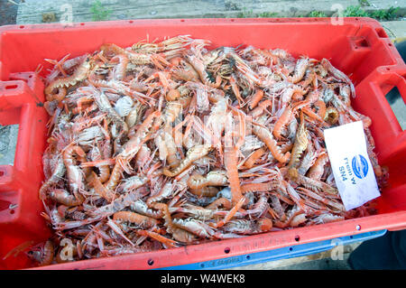 Fish and prawns in boxes at North Shields Fish Quay Stock Photo - Alamy