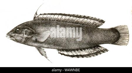 Coris formosa Day 86 Stock Photo - Alamy