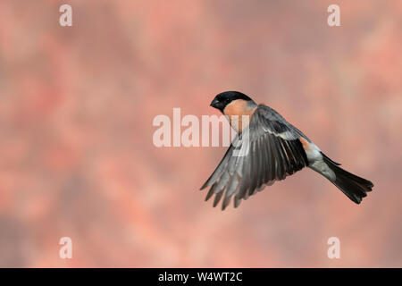 Bullfinch (male) in flight Stock Photo - Alamy