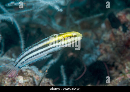 The striped poison-fang blenny, Meiacanthus grammistes, have large ...