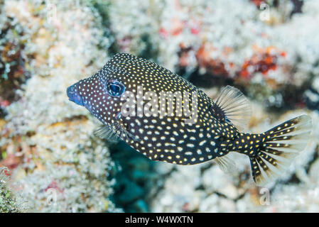 Juvenile White-spotted Boxfish, Ostracion meleagris Stock Photo - Alamy