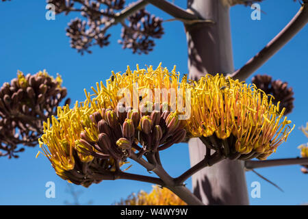 Maguey flower from Mexico Stock Photo - Alamy