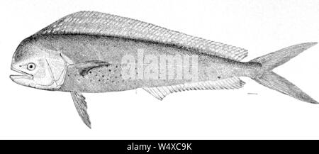 Coryphaena hippurus (adult male Stock Photo - Alamy