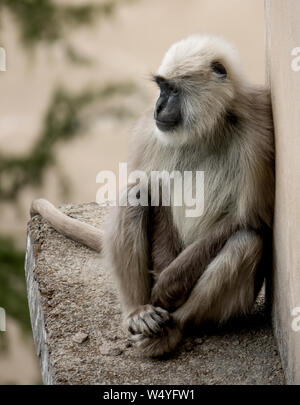 The Hanuman Langur, native to the Indian subcontinent, is a versatile ...