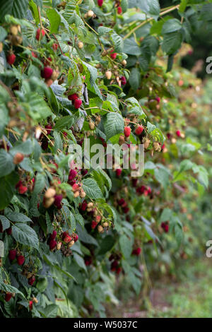Raspberry plantation orchard field Stock Photo - Alamy