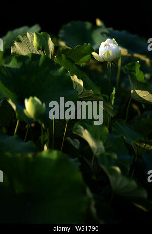 Xian Flower 1 Cn Stock Photo - Alamy
