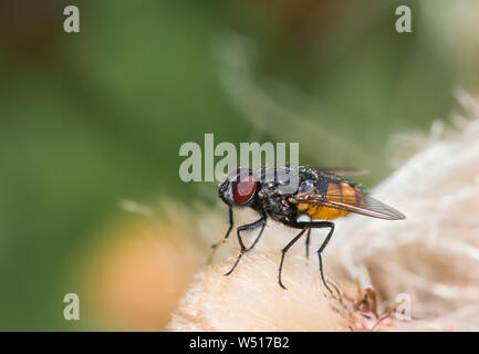 Male Musca autumnalis (Face fly, Autumn fly, Autumn housefly, Autumn ...