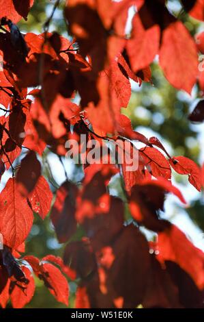 Beech twigs in spring, summer, autumn and winter. Fagus sylvatica ...