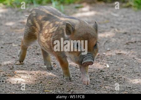 Mini pig piglet Stock Photo - Alamy
