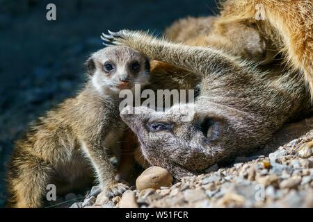 Meerkats (Suricata suricatta), playing young, scuffling, native to ...