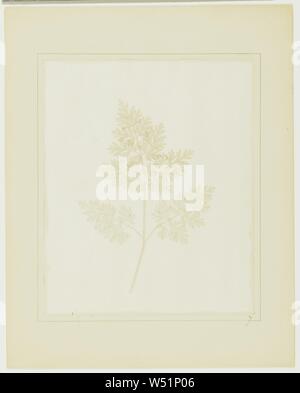 -Photogenic Drawing from Leaf Stock Photo - Alamy