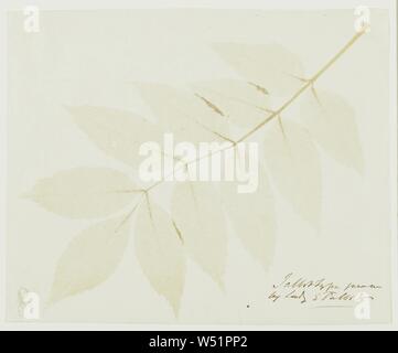 Photogenic Drawing of a Plant, William Henry Fox Talbot, 1839–40 Stock ...
