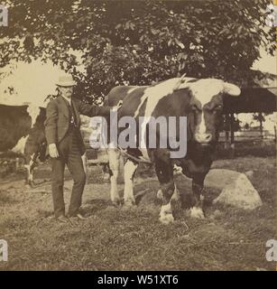Cows with man with moustache, wearing hat, standing, at Lake Mahopac, N ...