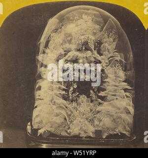 Beautiful Study in Skeleton Leaves., Edward and Henry T. Anthony & Co ...