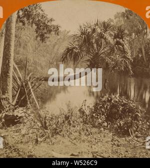 Horizontal palm tree, Palatka, Florida. W.H. Cushing (American, active ...