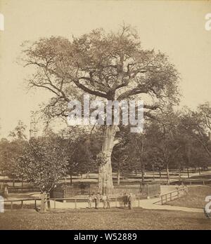 Old elm tree on Boston Common, by John B. Heywood Stock Photo - Alamy