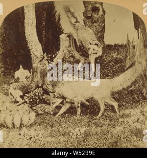 Fox.. Benjamin West Kilburn (American, 1827 - 1909 Stock Photo - Alamy