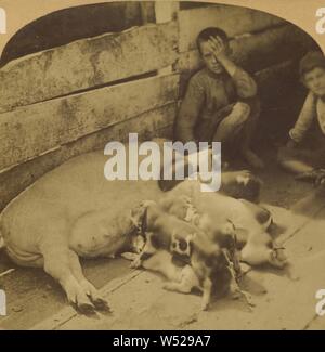 The feast of the Pigs.. Benjamin West Kilburn (American, 1827 - 1909 ...