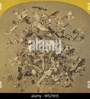 Birds of New England., Benjamin West Kilburn (American, 1827 - 1909 ...