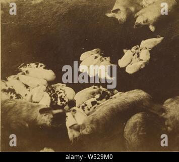 Pigs., Benjamin West Kilburn (American, 1827 - 1909), about 1869 ...