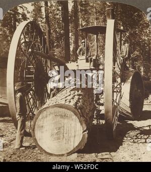 Huge Steam Traction Dray (13 Ft. wheels)hauling logs in a logging camp ...