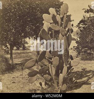 Prickly Pear or Cactus.. Unknown maker, American Stock Photo - Alamy