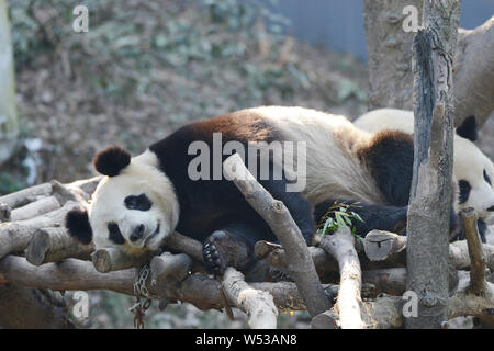 Two giant pandas rest on a wooden stand at Nanjing Hongshan Forest Zoo ...