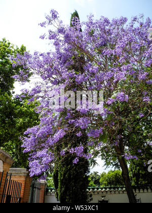 Jacaranda mimosifolia, palisander tree Stock Photo - Alamy