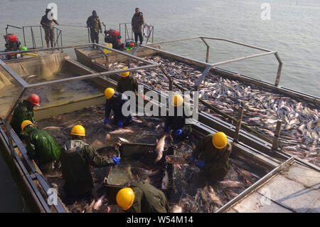 Chinese fishmen harvest fish being bred in the the east lake during the ...