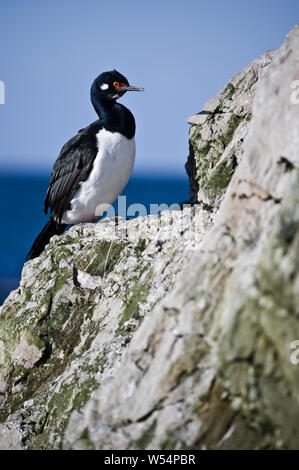 Rock shag or Magellanic cormorant on nest with chick in the cliffs of ...