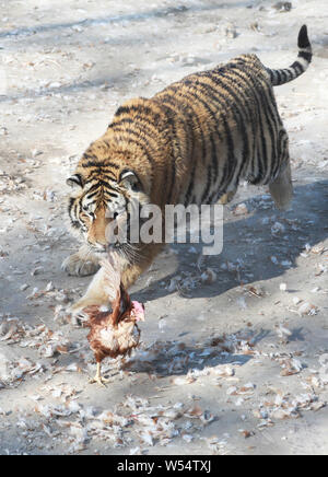 A Siberian tiger is too overweight to hunt and catch its prey at the ...