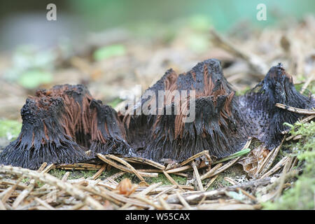Chocolate Tube Slime Mold (Stemonitis sp.) brown fruiting bodies ...