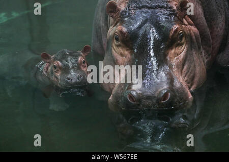A hippo cub plays with its mother at the Hippo Museum in the Shanghai ...