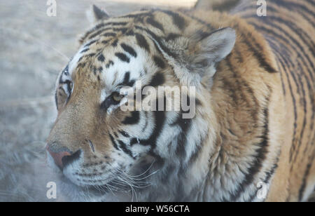 A Siberian tiger is too overweight to hunt and catch its prey at the ...