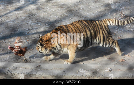 A Siberian tiger is too overweight to hunt and catch its prey at the ...