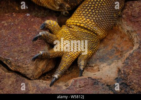 Closeup of iguanas feet and sharp nails on a rock with blurred ...
